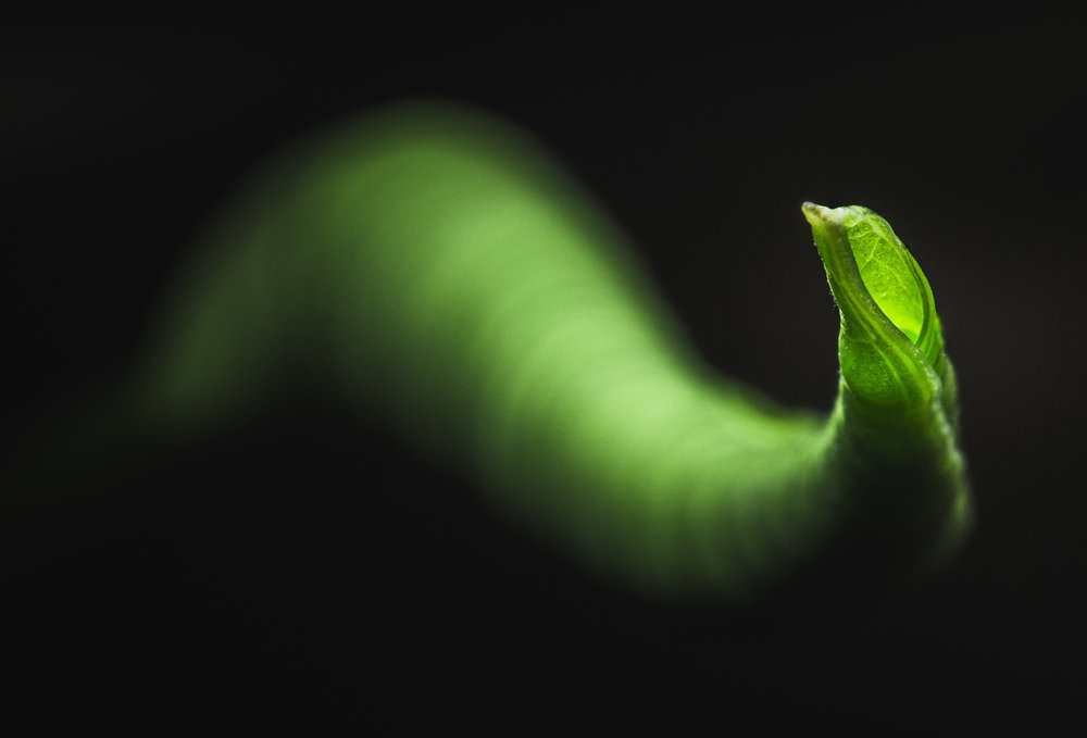 Are Humans Evolving or Devolving?