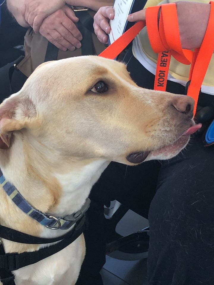 servicedoguniversity