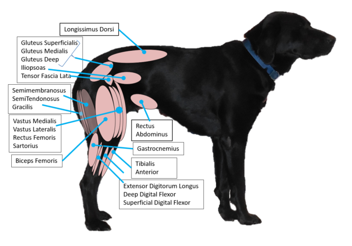 Intramuscular Injection Sites Dogs