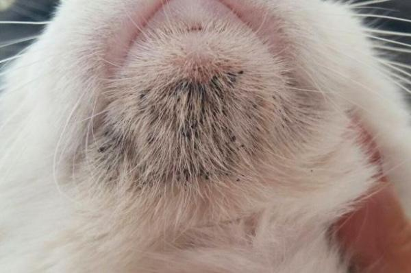 Feline Acne feline-acne
