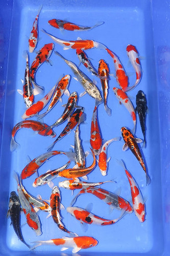 Mix of Koi from breeder Yamazaki | World of Koi