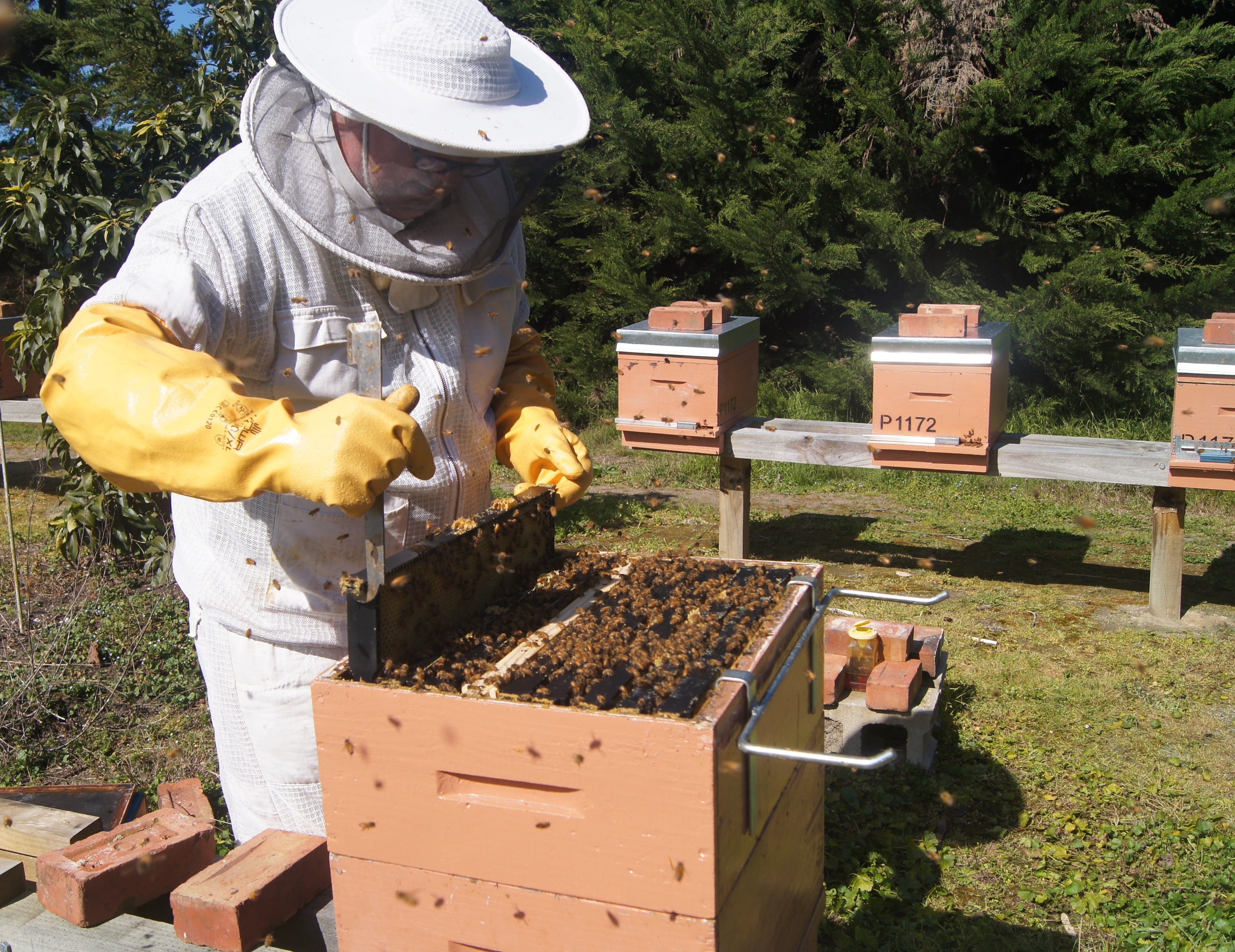 Beekeeping | Link and Learn