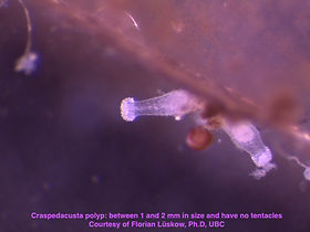 jellyfish polyp size