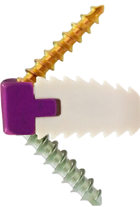 Medyssey | Spondylos