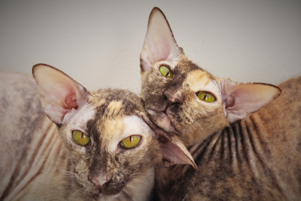 peterbald image |Canada|peterbald breeder/peterbald cattery