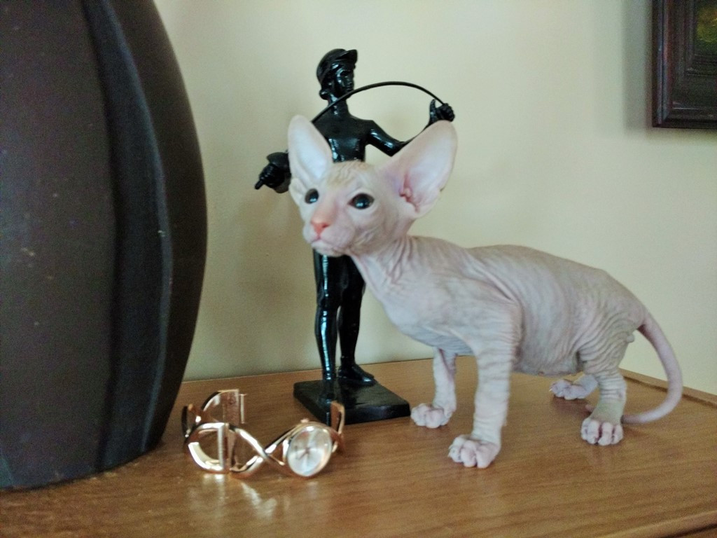 peterbald image |Canada|peterbald breeder/peterbald cattery