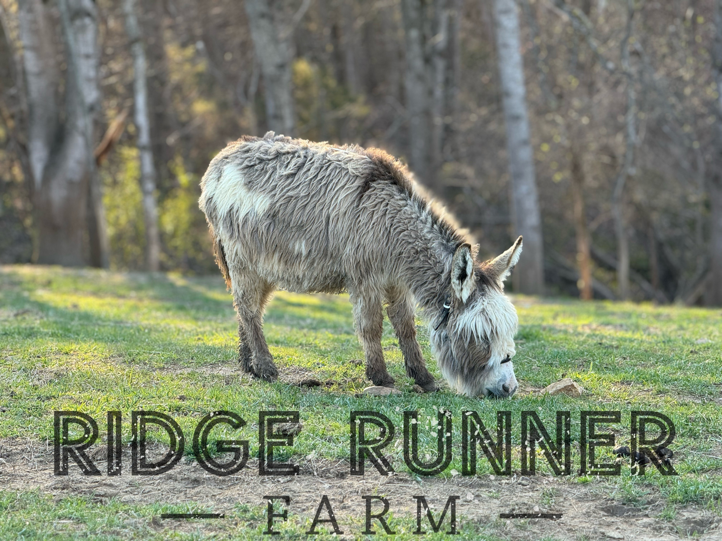 Mini Donkeys | Ridge Runner Farm