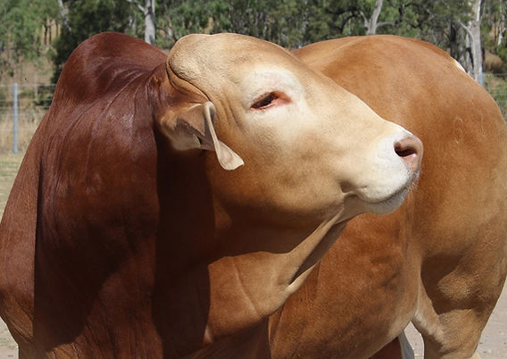 droughtmaster cattle weight