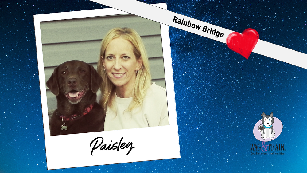 Paisley: A Tribute to My Dessert Dog