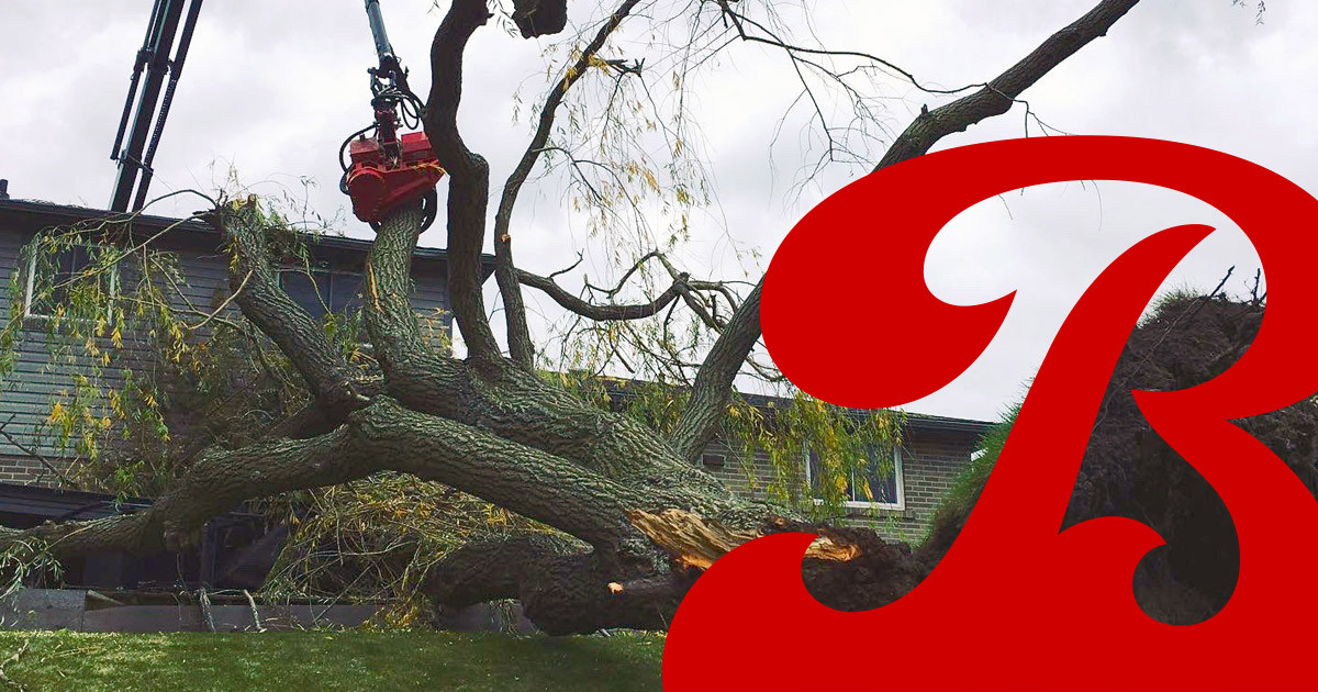 Brooklin Tree Care | Tree Removal, Storm Damage, and Lot Clearing