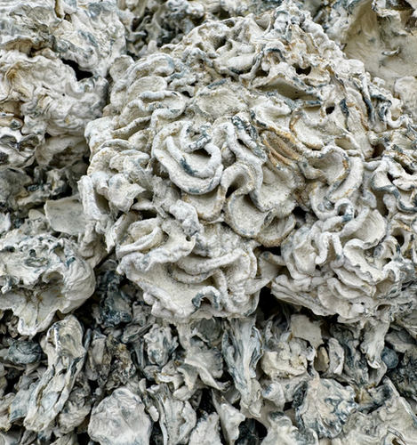 Enigma Psilocybin Mushroom | Mushroom Hunter SD