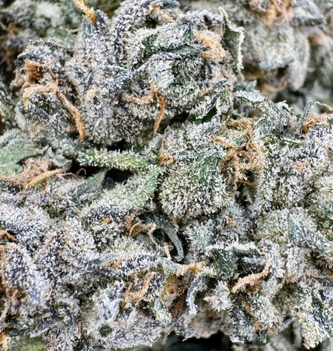 Royal Runtz | Cannabis Hunter SD