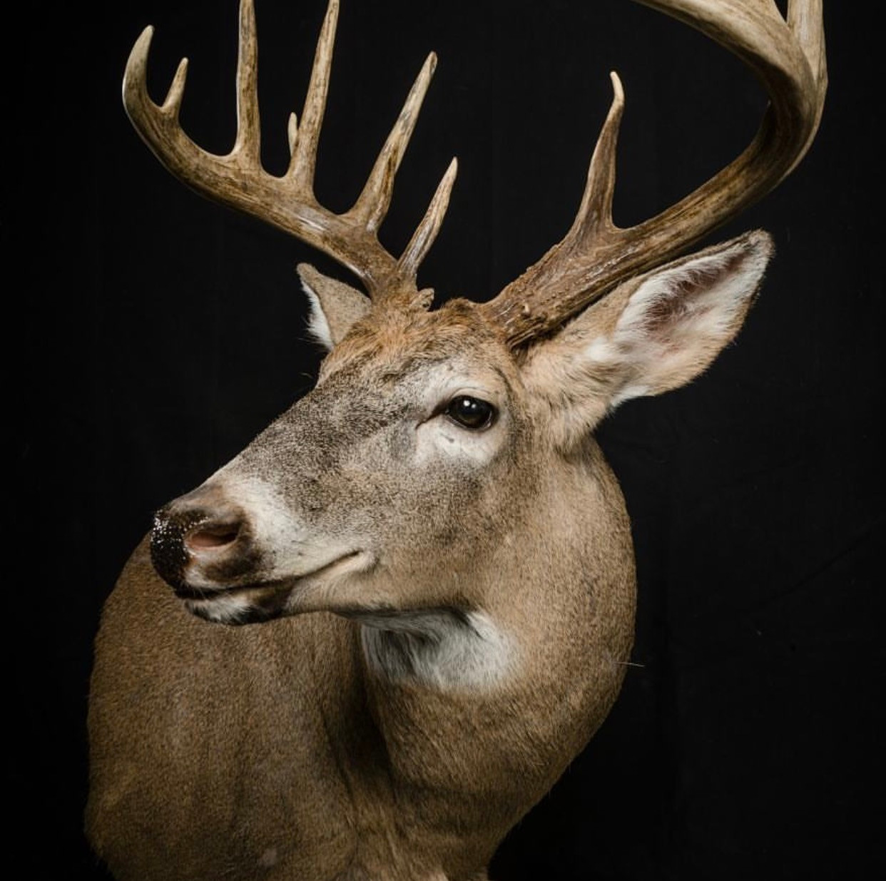 Deer | Worldclass Taxidermy