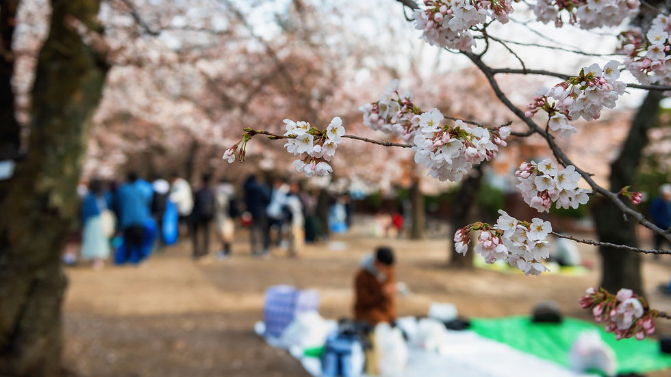Hanami Tradition: Cherry Blossoms Viewing in Japan