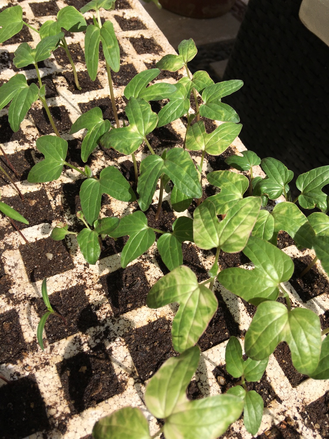 Join “Just Seeds@ARENADSE” on Spaces by Wix