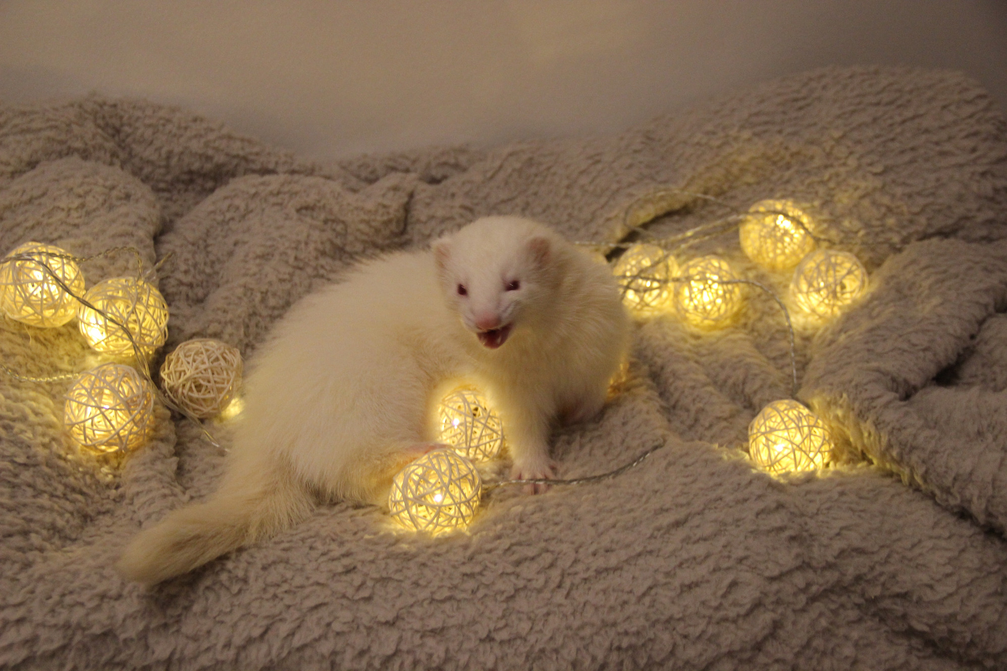 Shadowtails' Ferrets