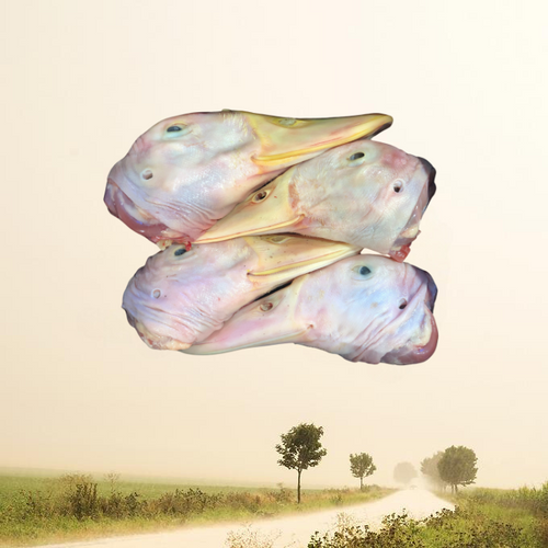 Fresh Duck Head 鸭头 （1KG） | YSH FARM