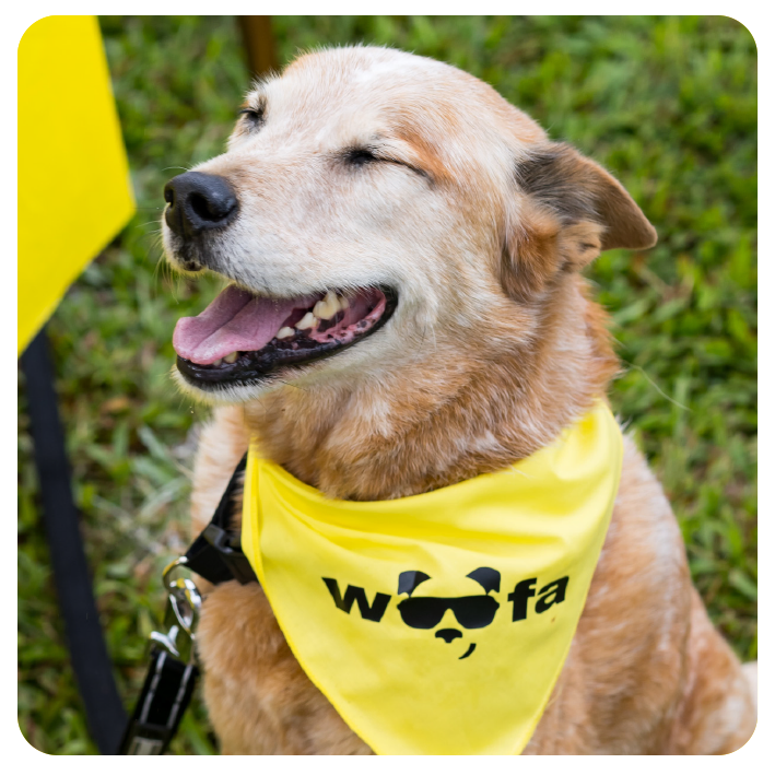 Woofa The Super App for Dogs