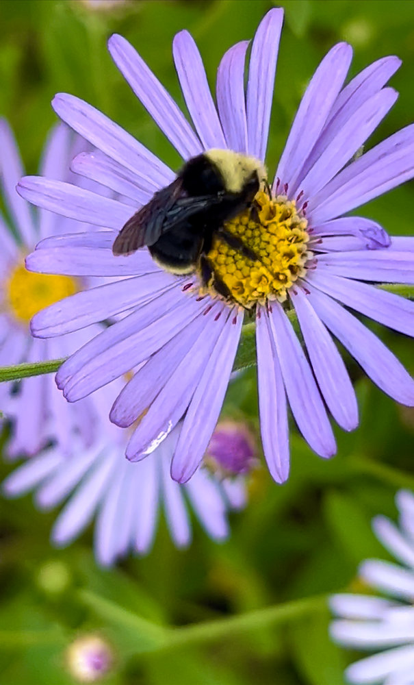 The Importance of Insects: Essential Ecosystem Players