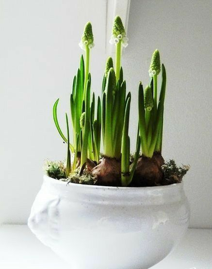 GETTING A JUMP ON SPRING