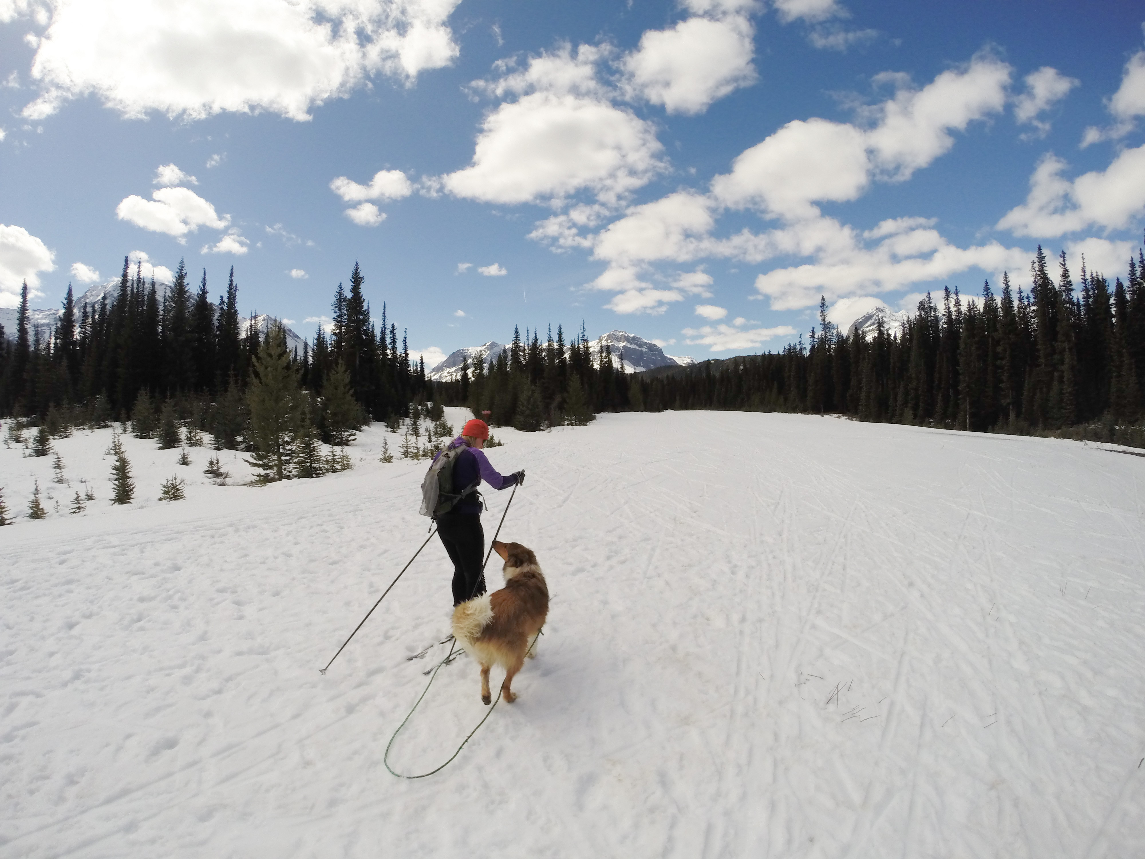 5 STEPS - HOW TO START SKIJORING WITH YOUR DOG | Michelle Hofer ...