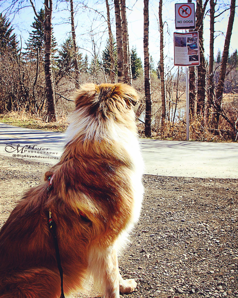 Weaselhead Flats, Natural Environment Park