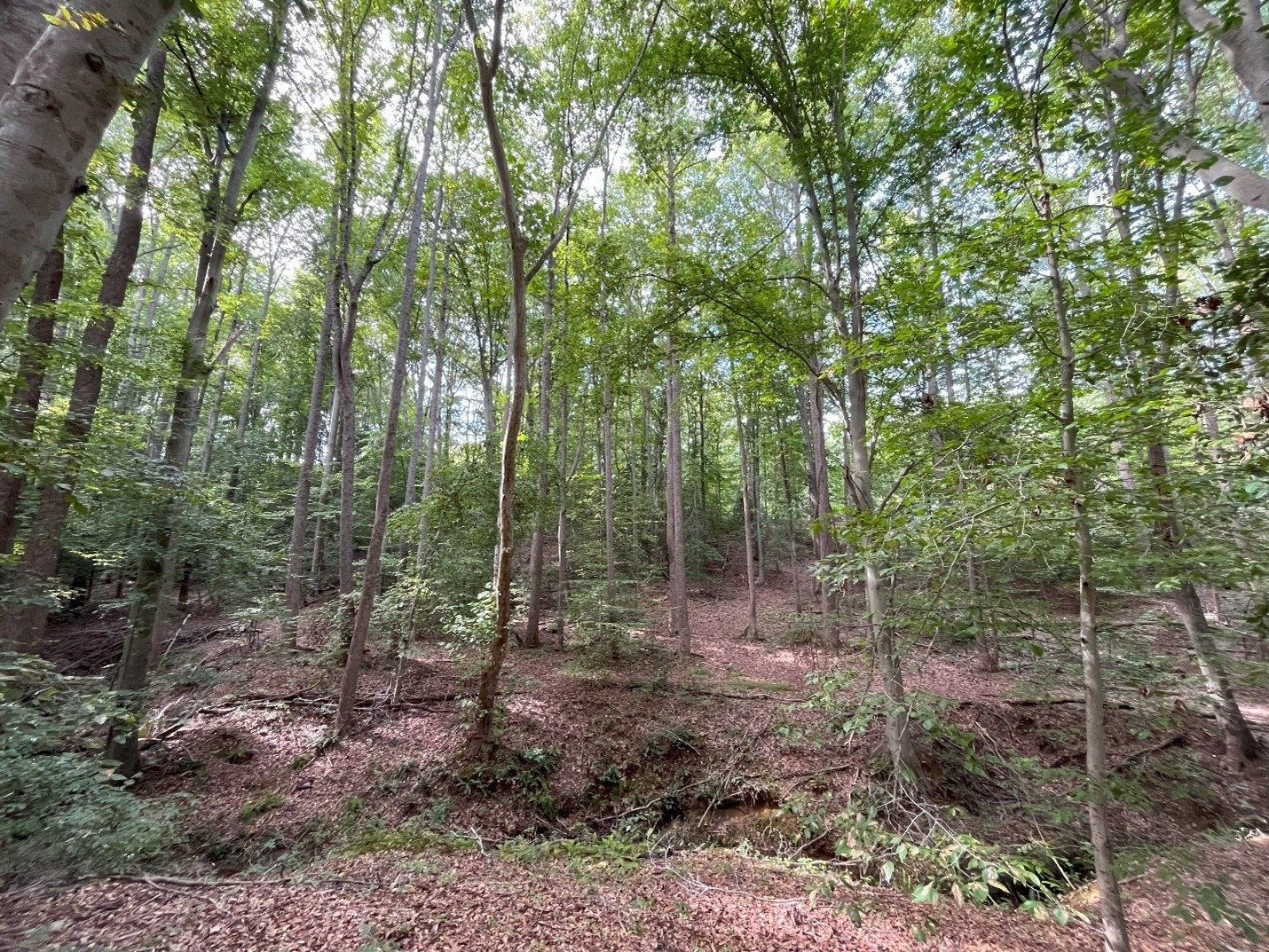 Tank Creek | NVCT