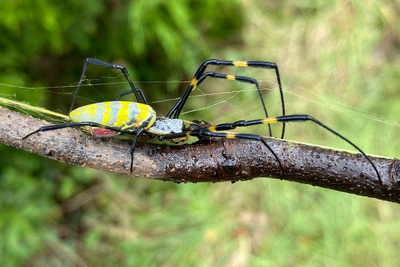 Could the Palm-sized Joro Spiders be Gliding into Northern Virginia?