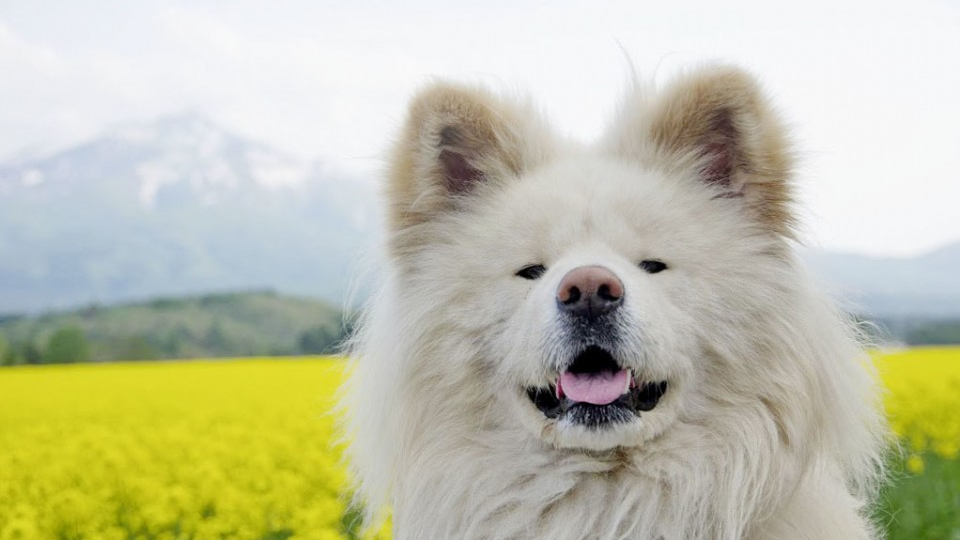 Wasao, o Akita Inu de Pelo Longo