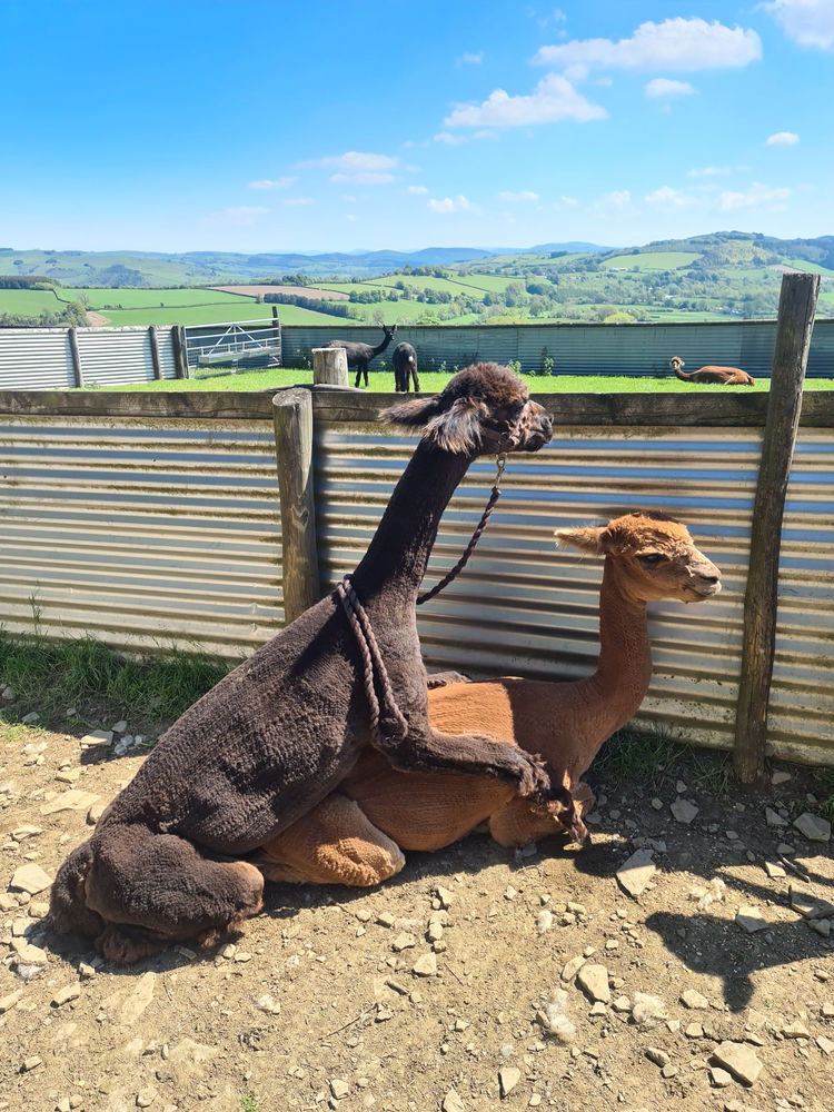 Breeding in Alpacas Part 2 (Mating & Testing for Pregnancy)
