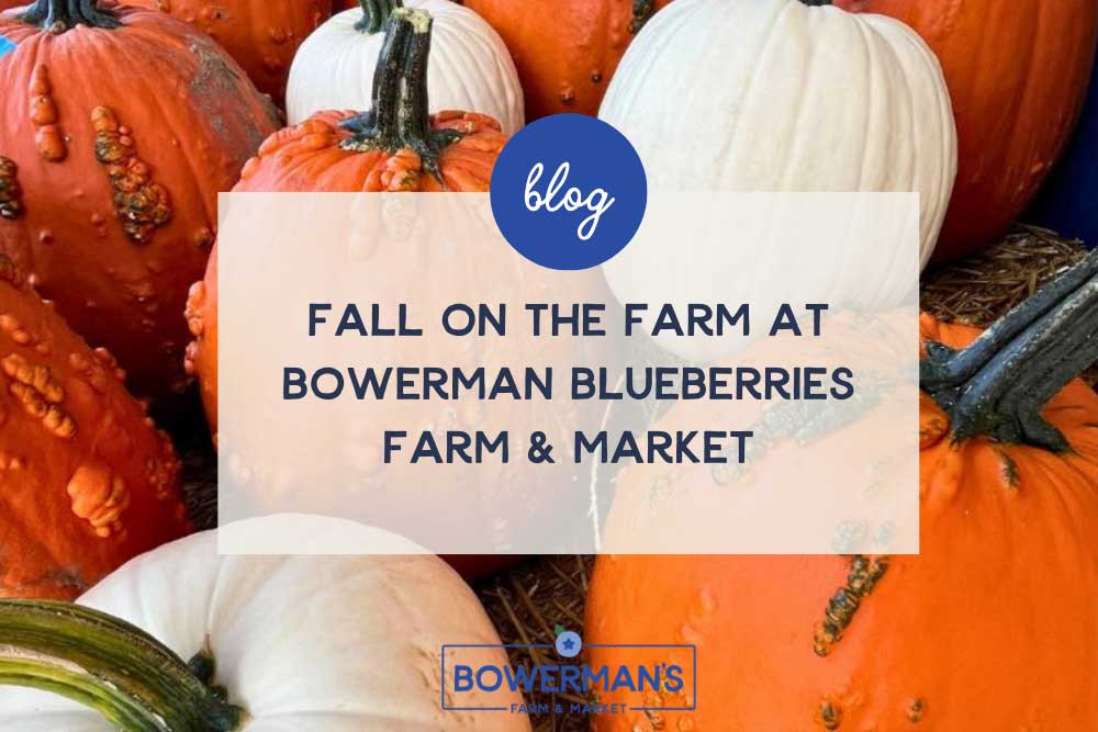 Fall on the Farm at Bowerman Blueberries Farm & Market