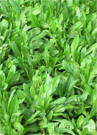 CHICORIUM INTYBUS CHICORY