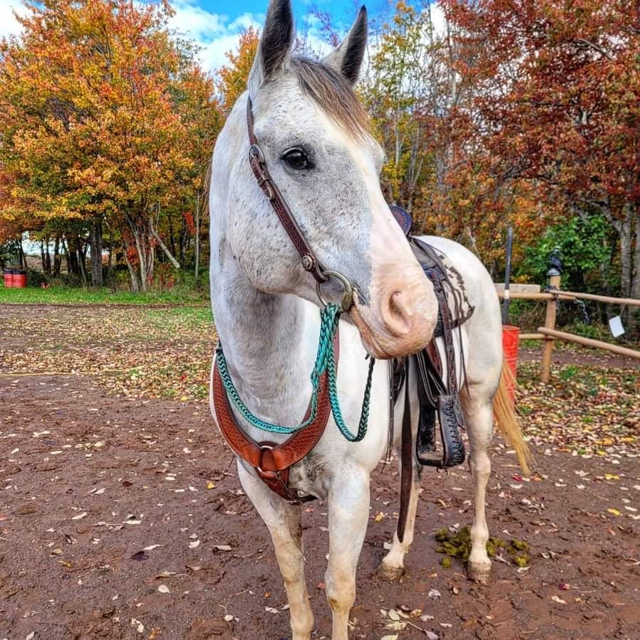 Experience Unforgettable Fall Family Adventure at Shelby Ranch