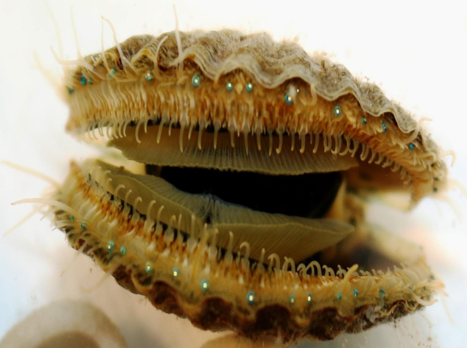 Production and Culture Performance of Triploid Bay Scallops