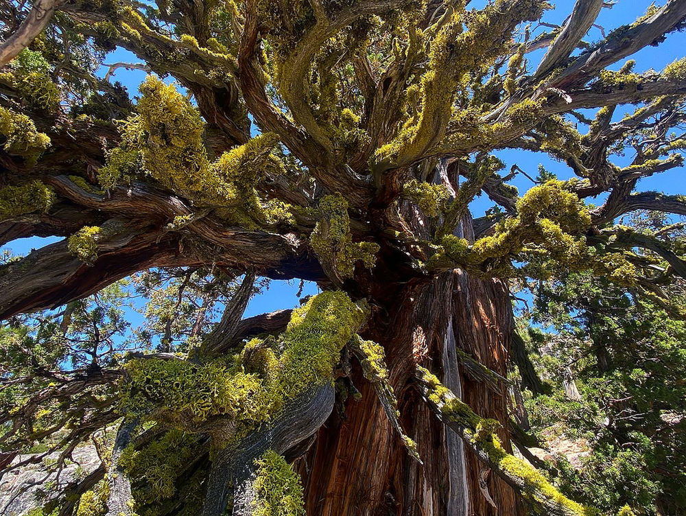 The Friendly Medusa of Squaw Valley