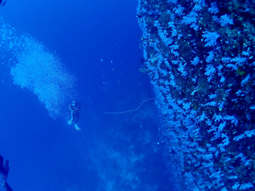 Scuba Diving in Fiji: A Guide to Rainbow Reef and Taveuni Island