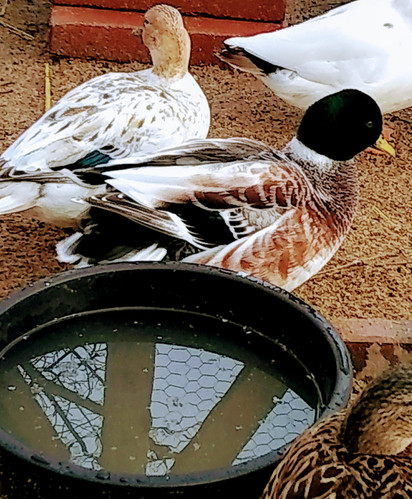 Snowy Call Duck Hatching Eggs | Riverside Farms