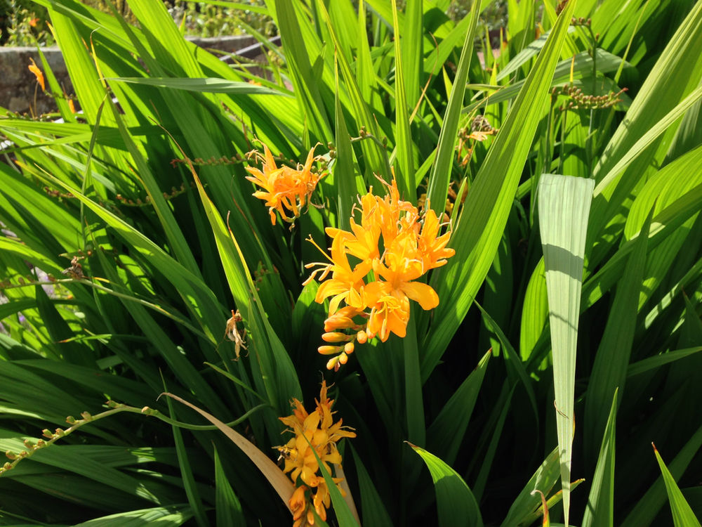 5 Crocosmia to grow for a range of colours