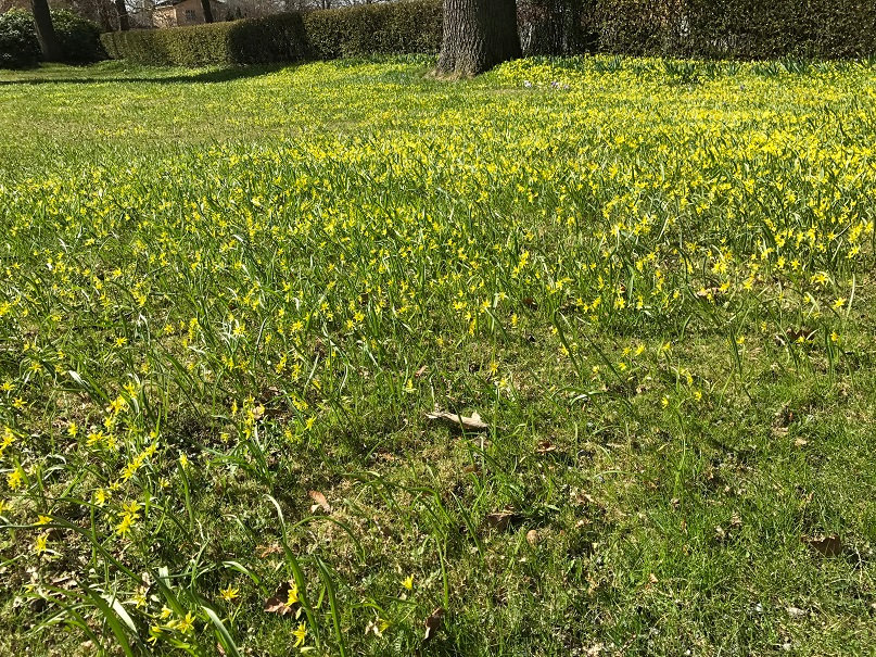 Gagea lutea: A bulb we should see more of in gardens.
