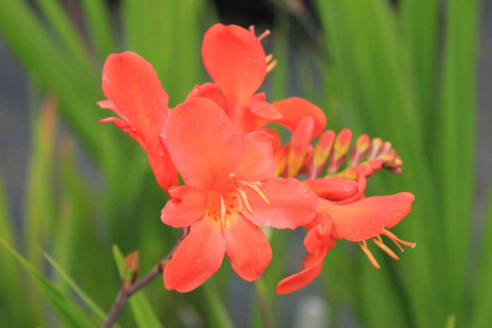 5 Crocosmia to grow for a range of colours