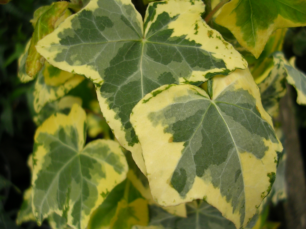 Variegated Climbing Plants