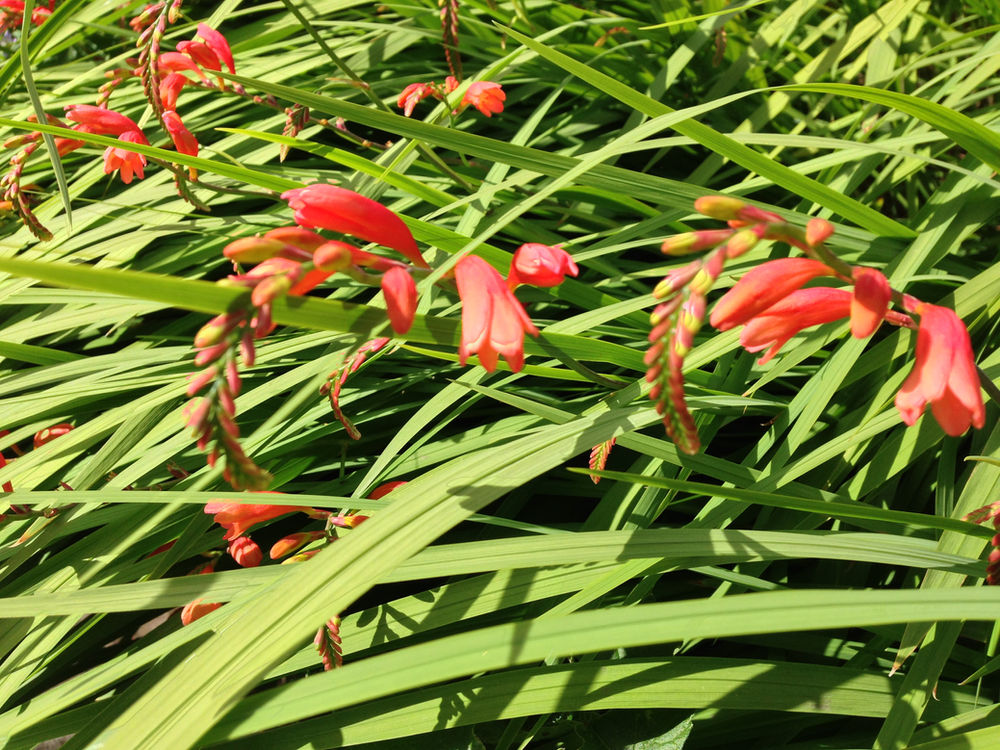 5 Crocosmia to grow for a range of colours
