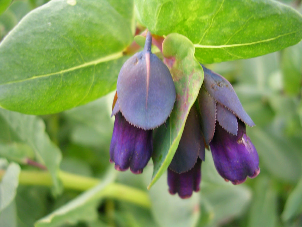 A beginner's guide to understanding Botanical Latin - Colours