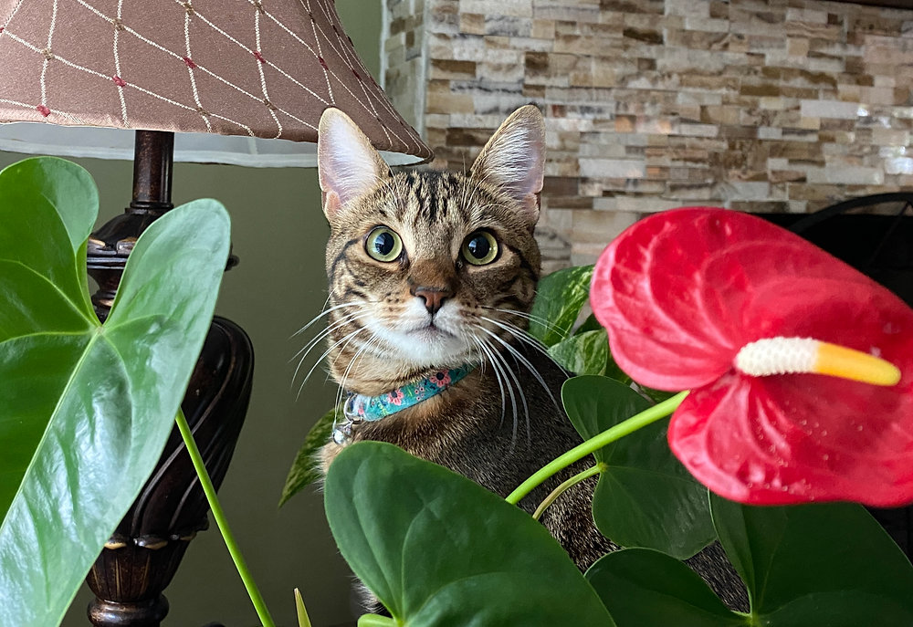 The Pawshank Redemption: Strategies for Finding Your Lost Cat