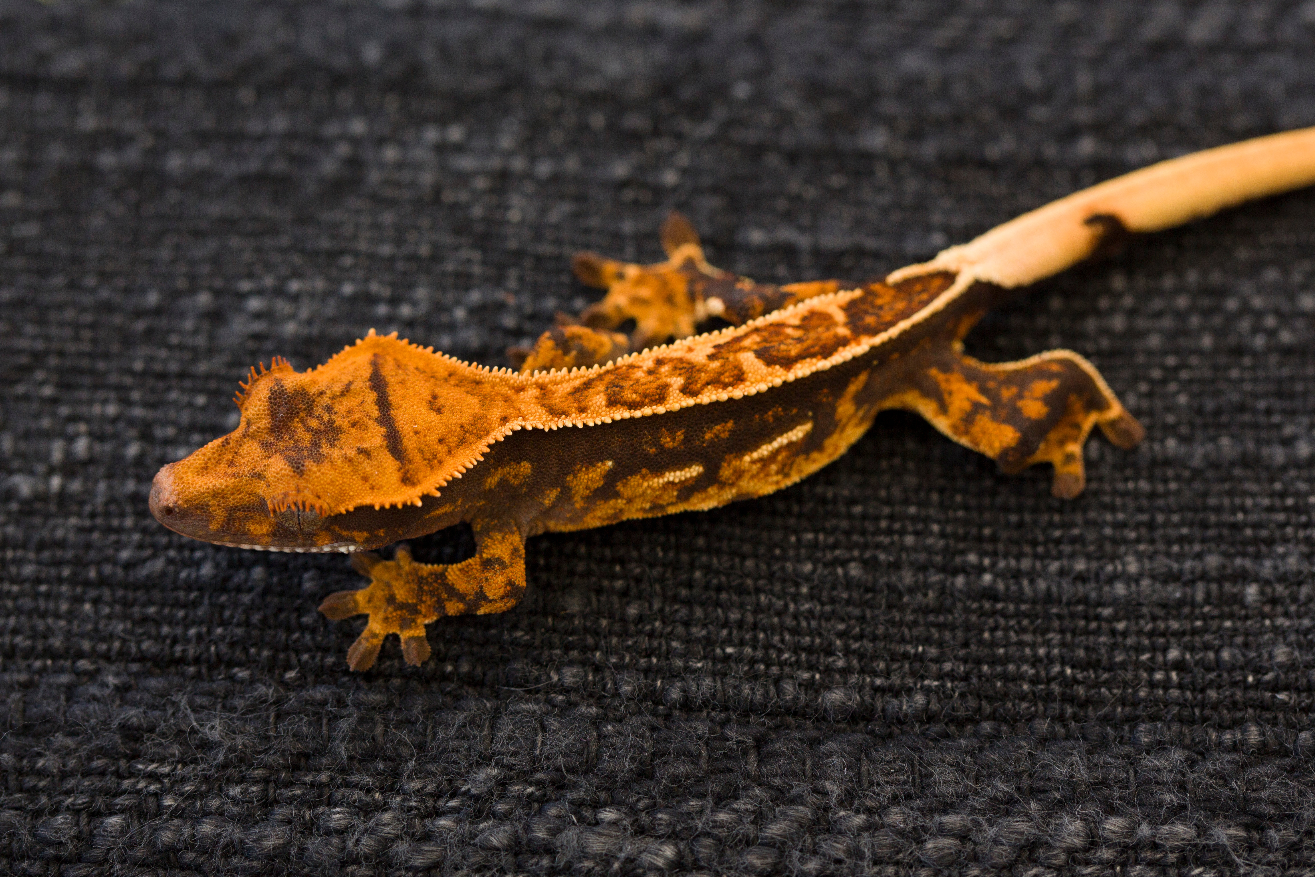 High Contrast Partial Pinstripe Crested Gecko | Fringemorphs