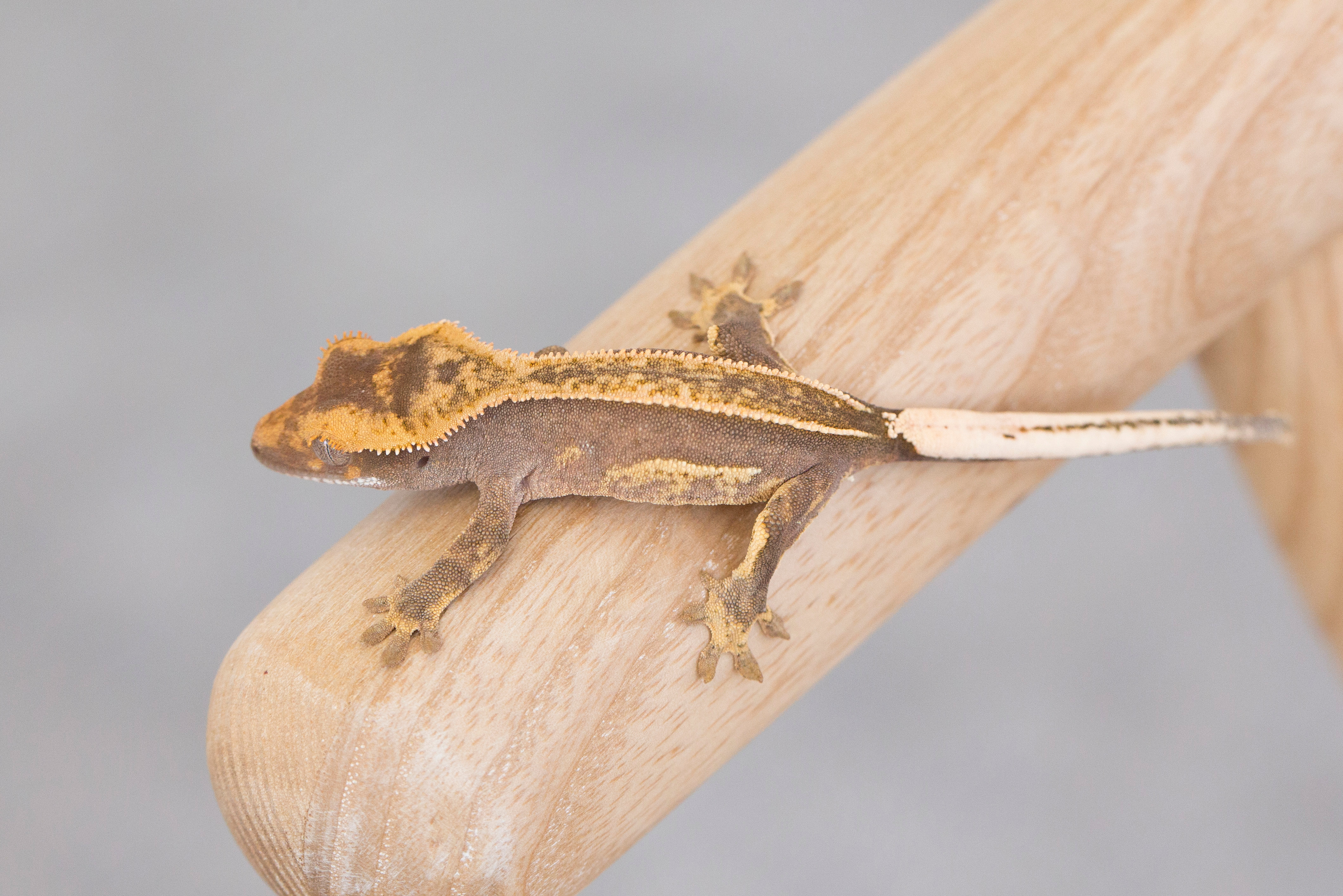Partial Pinstripe Crested Gecko | Fringemorphs