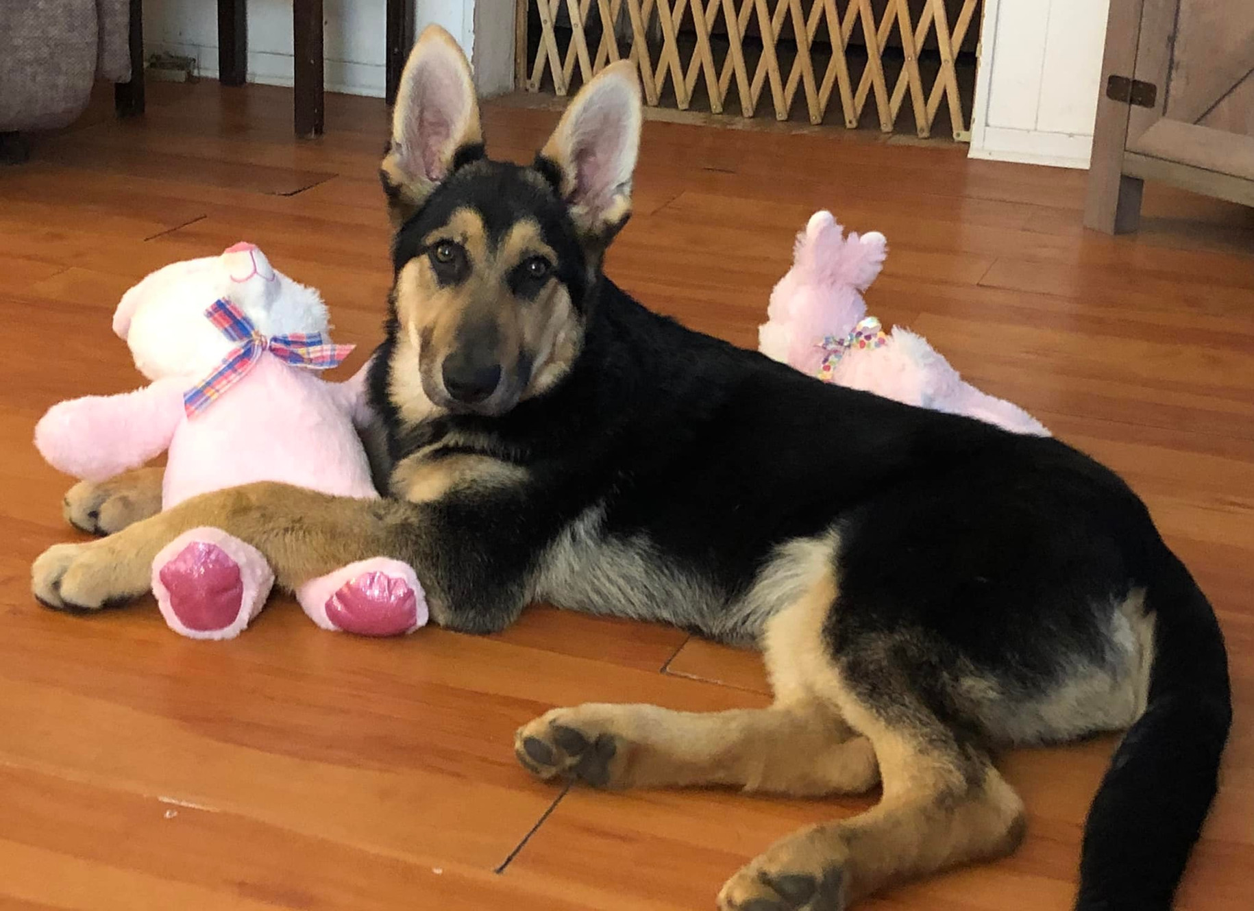 Portfolio | Big Buddy GSD