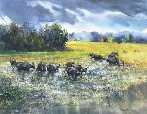 Swamp Buffalo | Edge Gallery