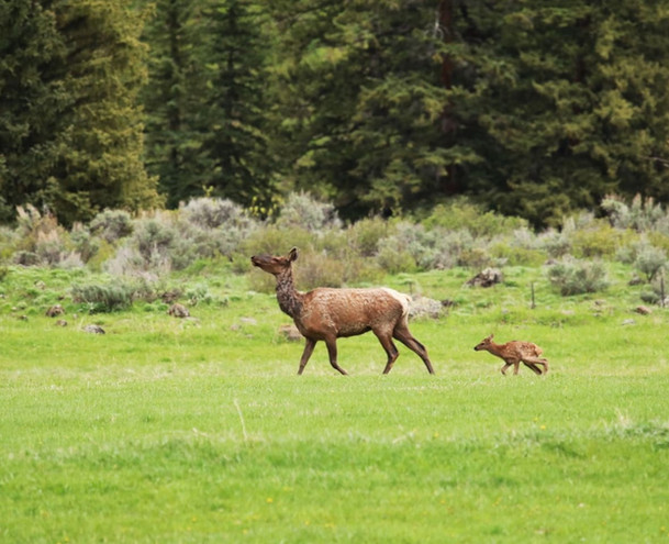 Our Properties and Cabin Rentals near Meeker, Colorado