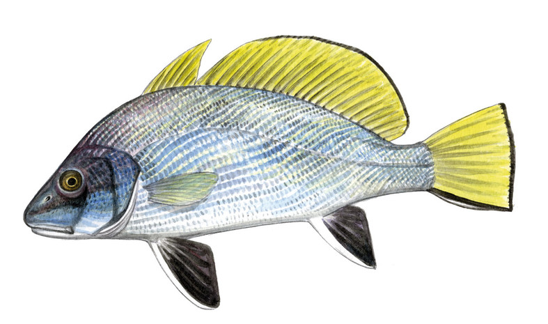 Poissons | Cyril Girard